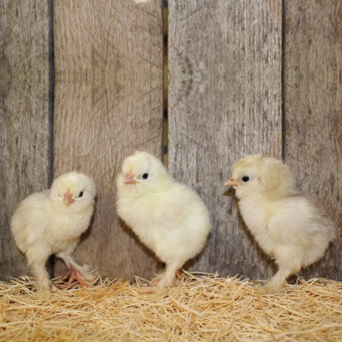 SULTAN BANTAM (JUN) | Shop Beau Peep Farms