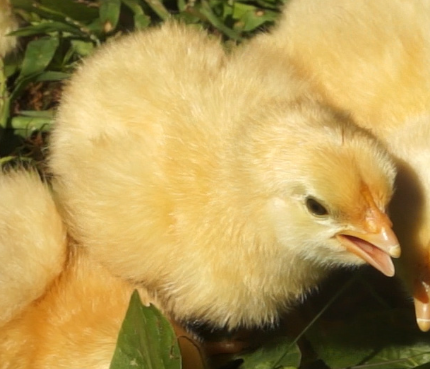 NIEDERRHEINER (MAR)* | Shop Beau Peep Farms