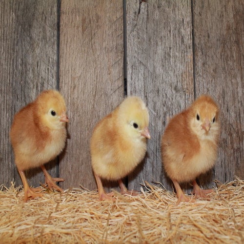 PRODUCTION RED (JUN) | Shop Beau Peep Farms