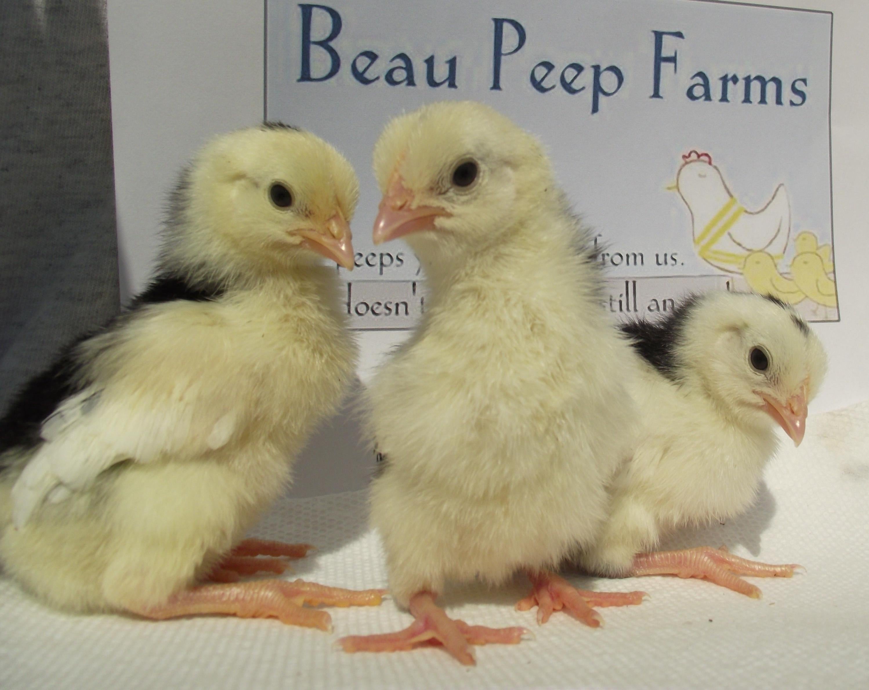 ANCONA (LATE MAY) | Shop Beau Peep Farms