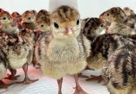 🍁 TURKEY, WHITE OR ORLOPP BRONZE (JUN) | Shop Beau Peep Farms