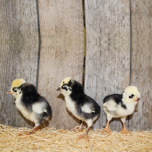 POLISH, WHITE CRESTED BLACK BANTAM (2MAR) | Shop Beau Peep Farms