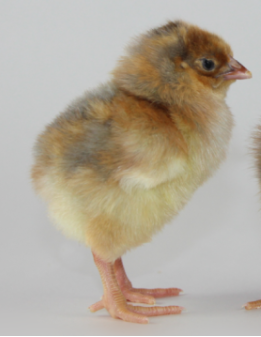 WYANDOTTE, BLUE LACED RED BANTAM (JUN) | Shop Beau Peep Farms